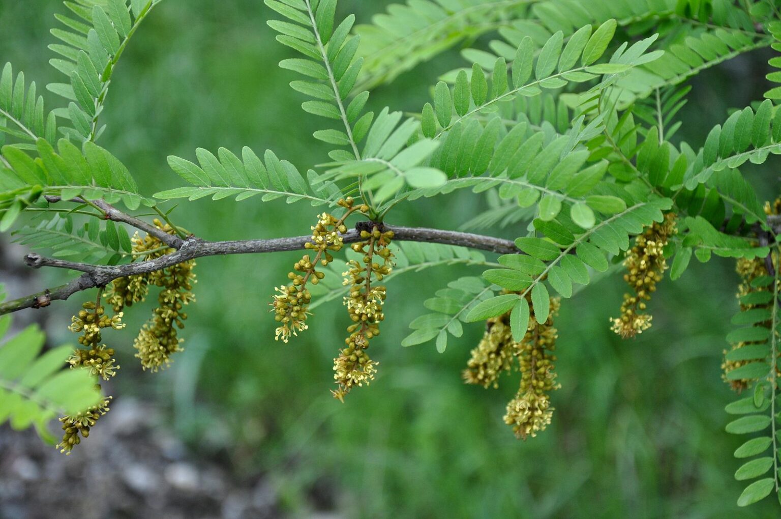 Tree Features: Honey Locust - Gleditsia Triacanthos - The Jump