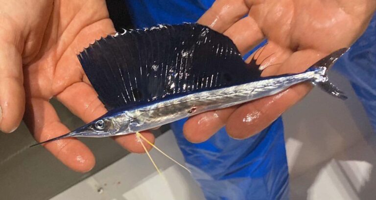 Fish Facts: Juvenile Sailfish - The Jump