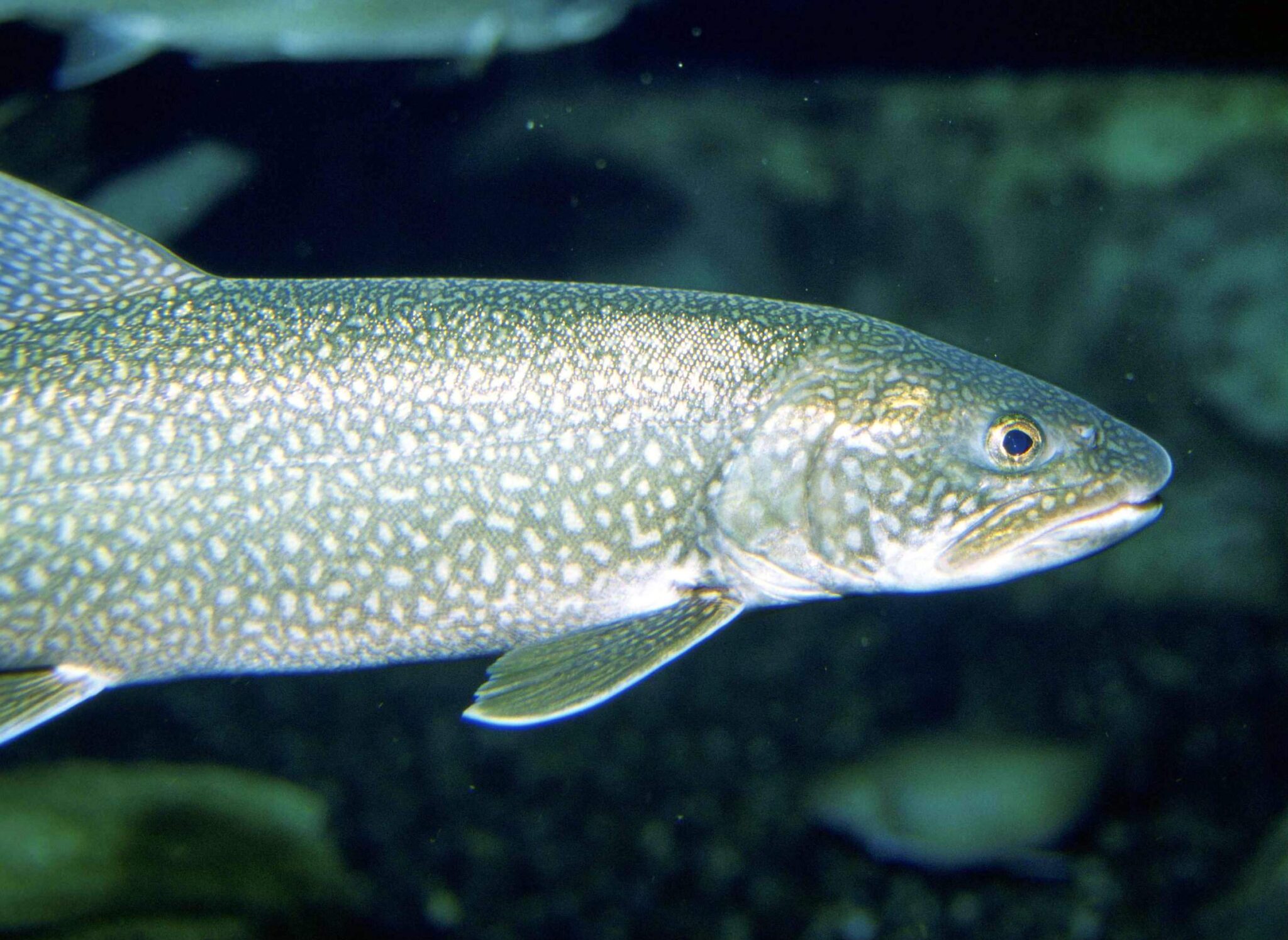 Fish Facts: Lake Trout (Salvelinus namaycush) - The Jump