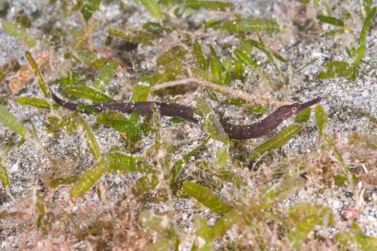 Fish Facts: Opossum Pipefish - Microphis Branchyurus - The Jump