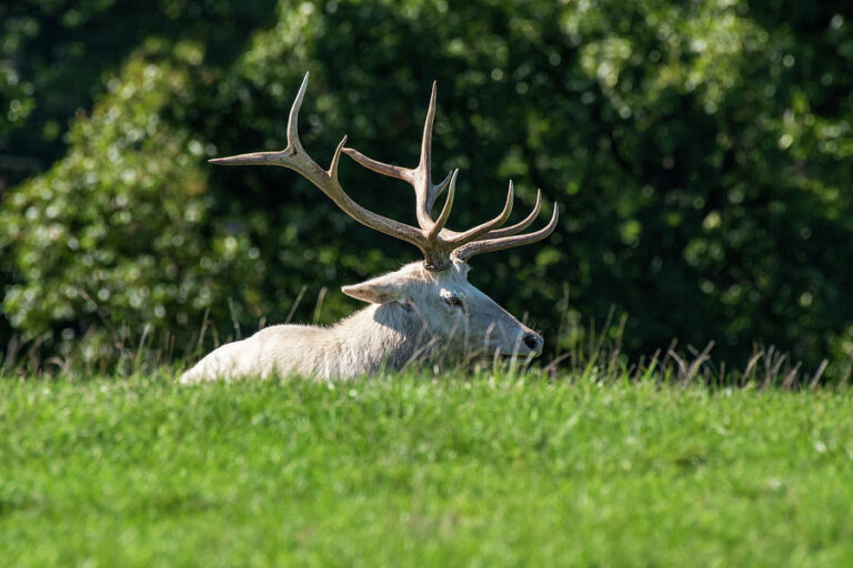 Beautiful Picture of a Piebald Elk - The Jump