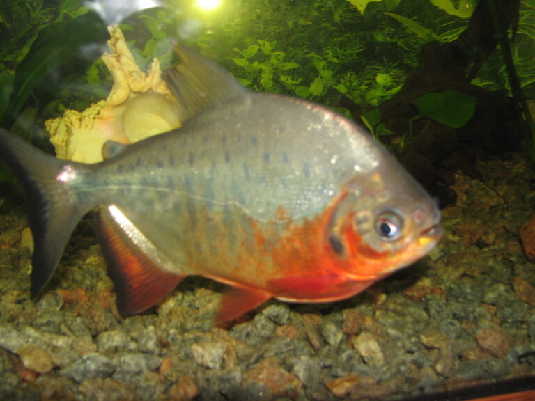 Fish Facts: Red Belly Pacu - The Jump