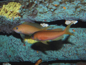 Caught: Red Barbier - Hemanthias Vivanus - The Jump