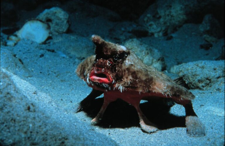 Fish Facts: Roughback Batfish - Ogcocephalus Parvus - The Jump