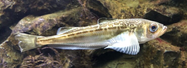 Fish Facts: Pacific Sandfish (Trichodon Trichodon) - The Jump