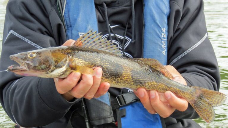Fish Facts: Sauger - Sander Canadensis - The Jump
