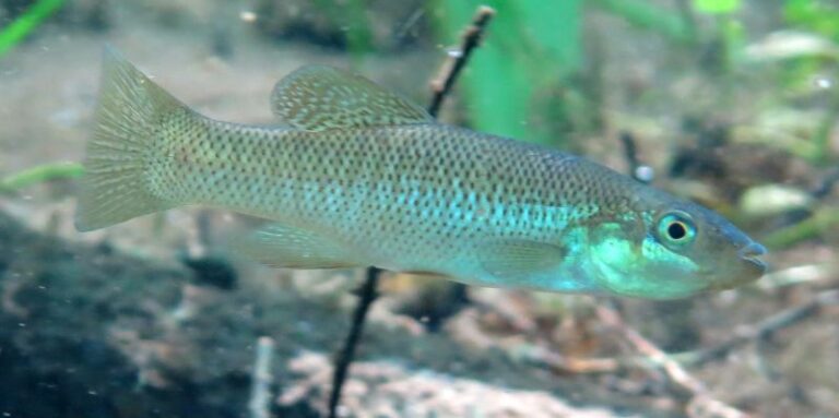 Fish Facts: Seminole Killifish - Fundulus Seminolis - The Jump