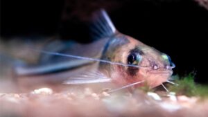 Tiny Catfish - The Jump