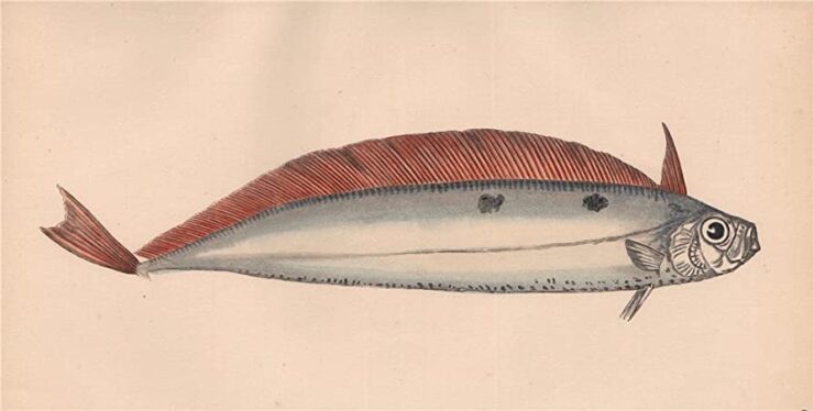 Caught: Dealfish - Trachipterus jacksonensis - The Jump