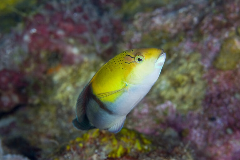 Fish Facts: Yellowhead Wrasse - Halichoeres Garnoti - The Jump