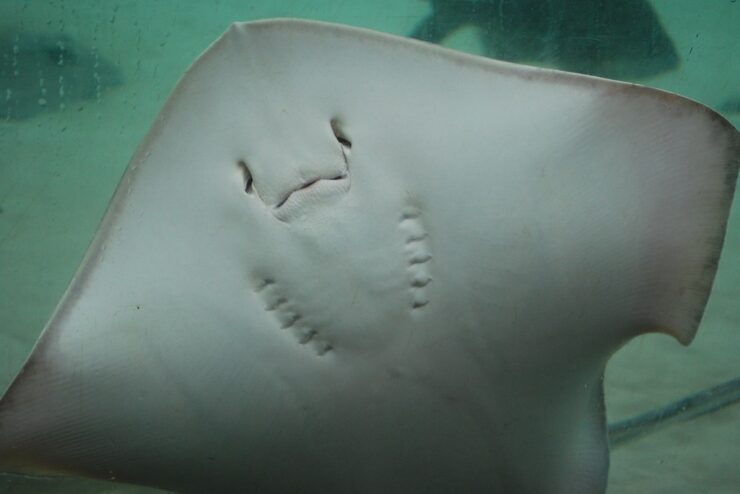 Stingrays: A Wade Fisherman's Nightmare - The Jump