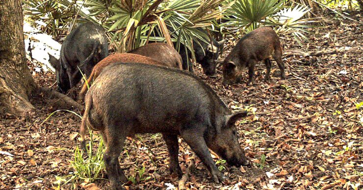 Caught: Stewart County, Georgia Hogs - The Jump