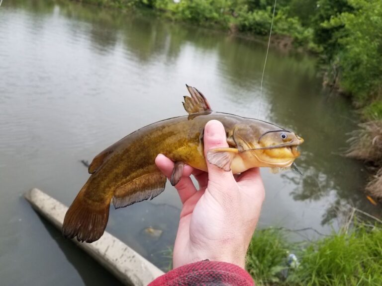 Fish Facts: Yellow Bullhead - Ameiurus natalis - The Jump