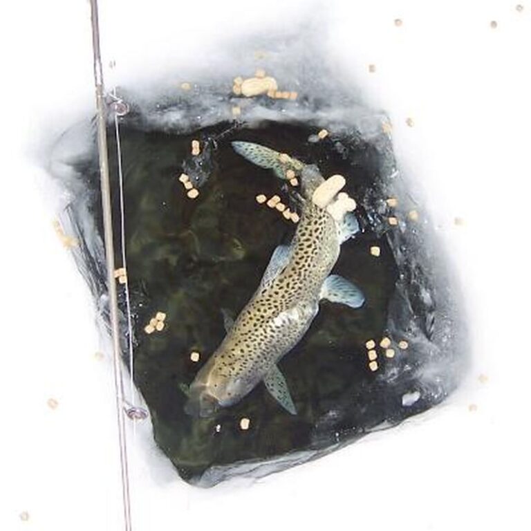 Fish Facts: Cutthroat Trout - Oncorhynchus Clarkii - The Jump