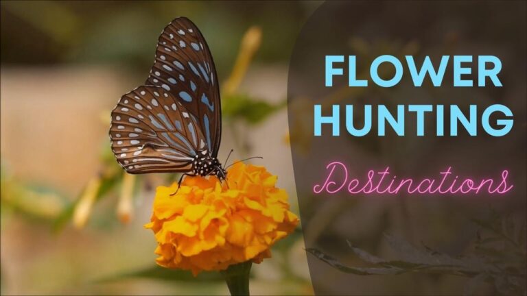 10 Best Flower Hunting Destinations Around the World - Wildflower Blooms
