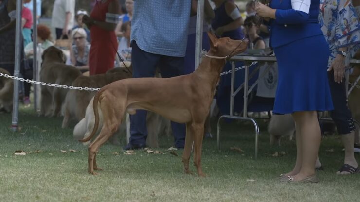 The Top 10 Oldest Hunting Dog Breeds and Their Fascinating Attributes ...