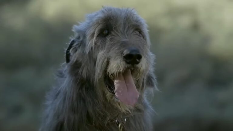The Top 10 Oldest Hunting Dog Breeds and Their Fascinating Attributes ...