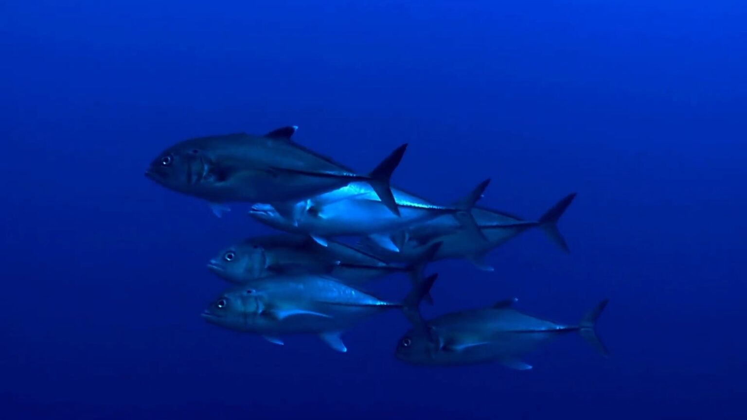 Fish Facts: Blackfin Tuna - The Jump